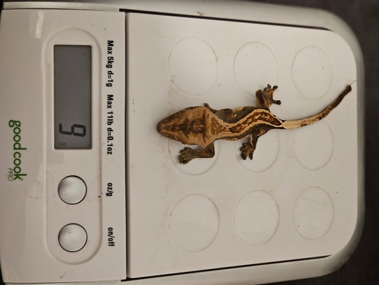 Dark Crested Crested Gecko by Monster Balls Exotics