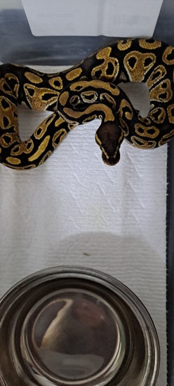 Blitz SALE Ball Python by Ngballz