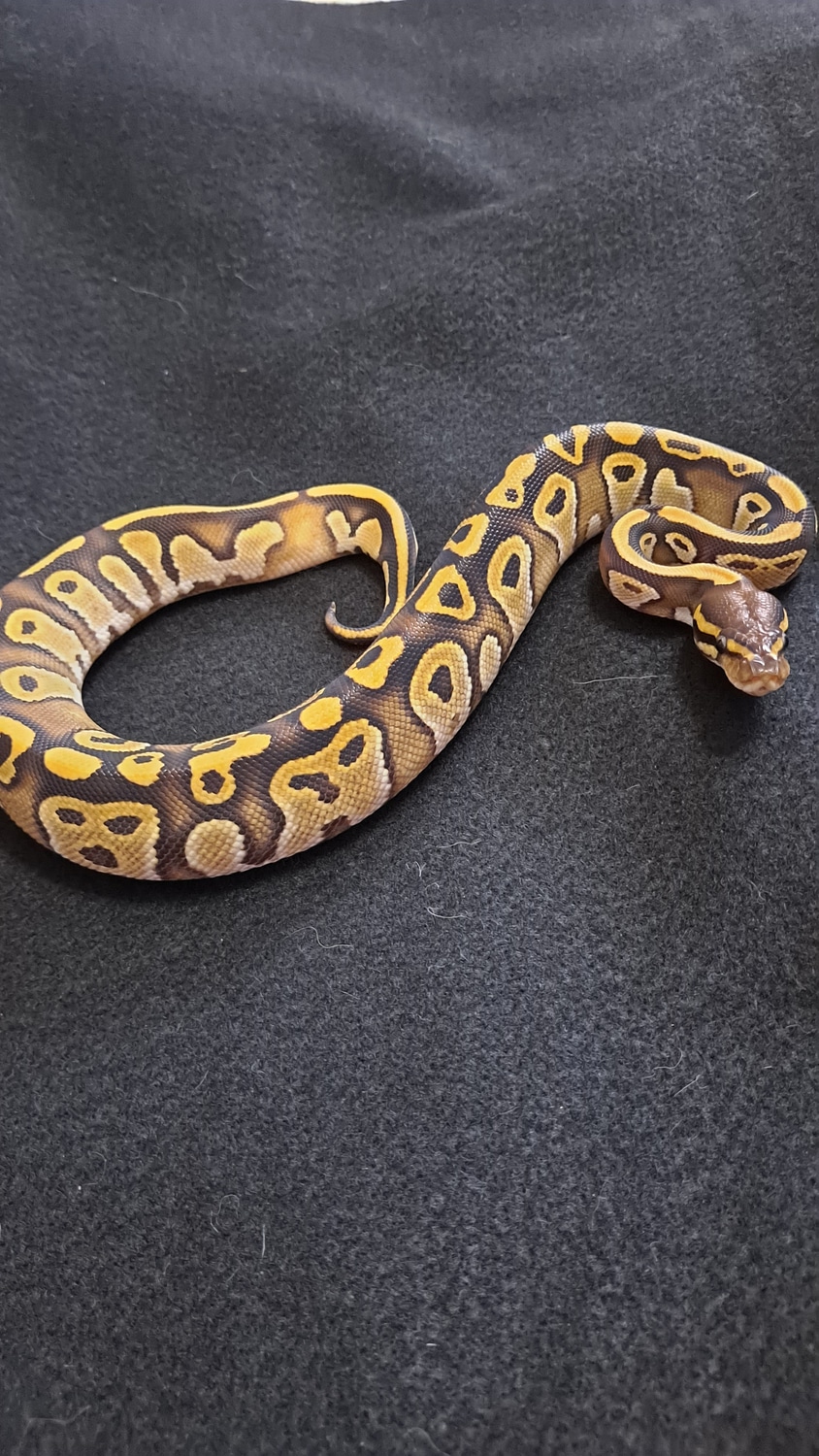 Mojave Het Pied Ball Python by Ngballz - MorphMarket