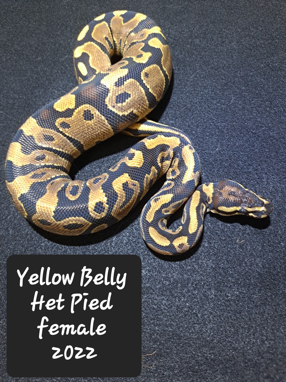 Yellow Belly Het Pied Ball Python by Ngballz - MorphMarket