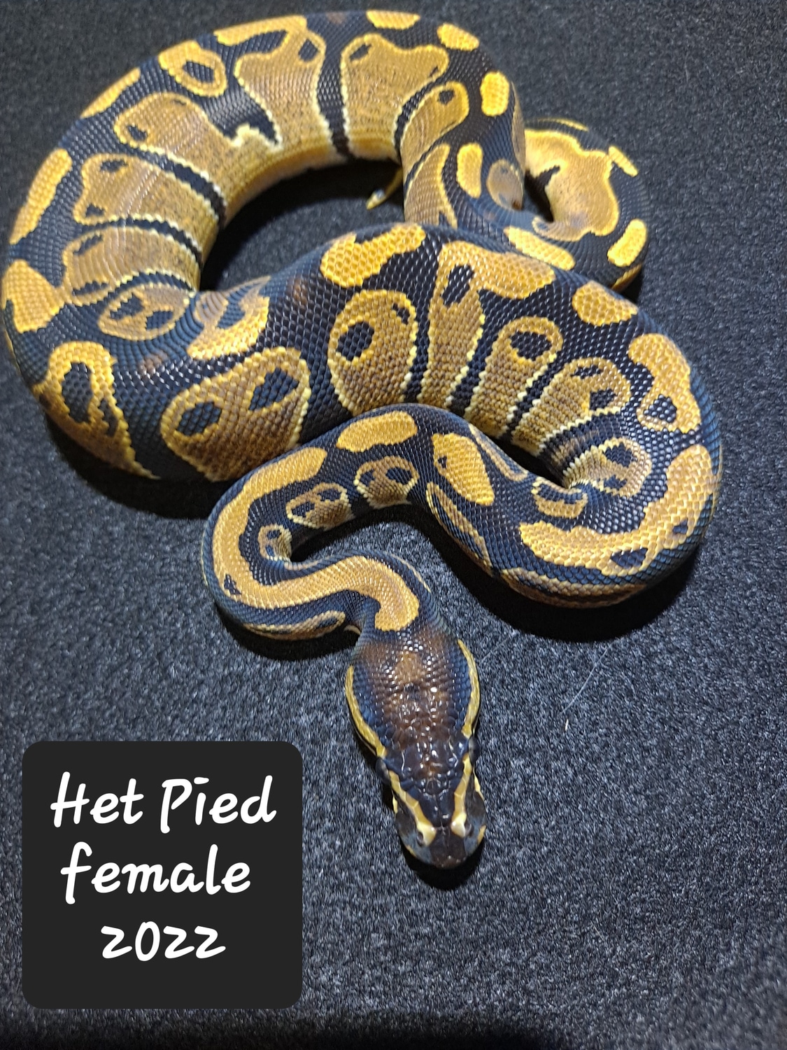 Het Pied Ball Python by Ngballz - MorphMarket