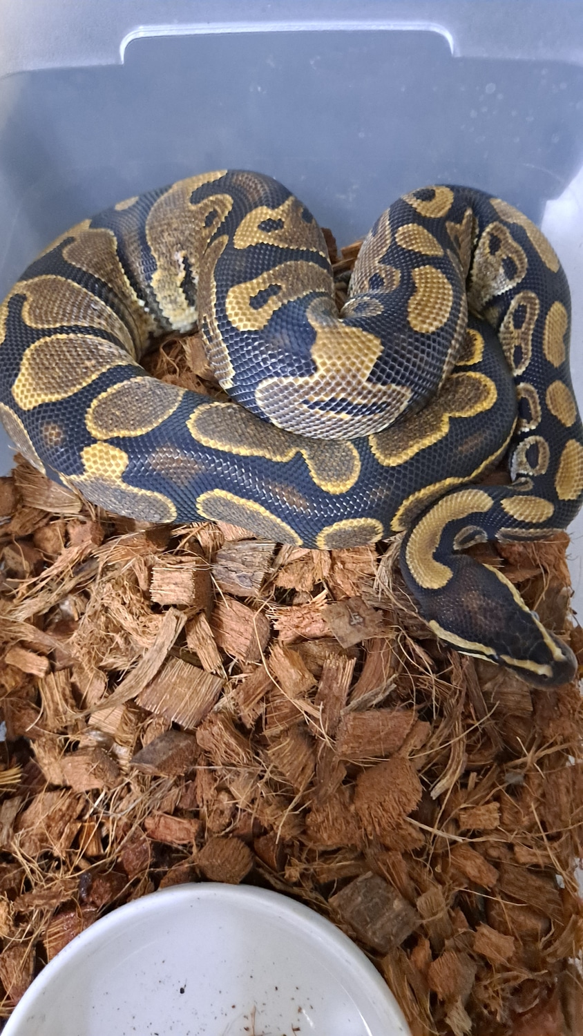 Calico DH Pied/Hypo Ball Python by Ngballz - MorphMarket