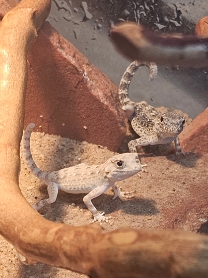 Scorpion Tailed Geckos (Pristurus Carteri) Unsexed Juveniles X4 More ...