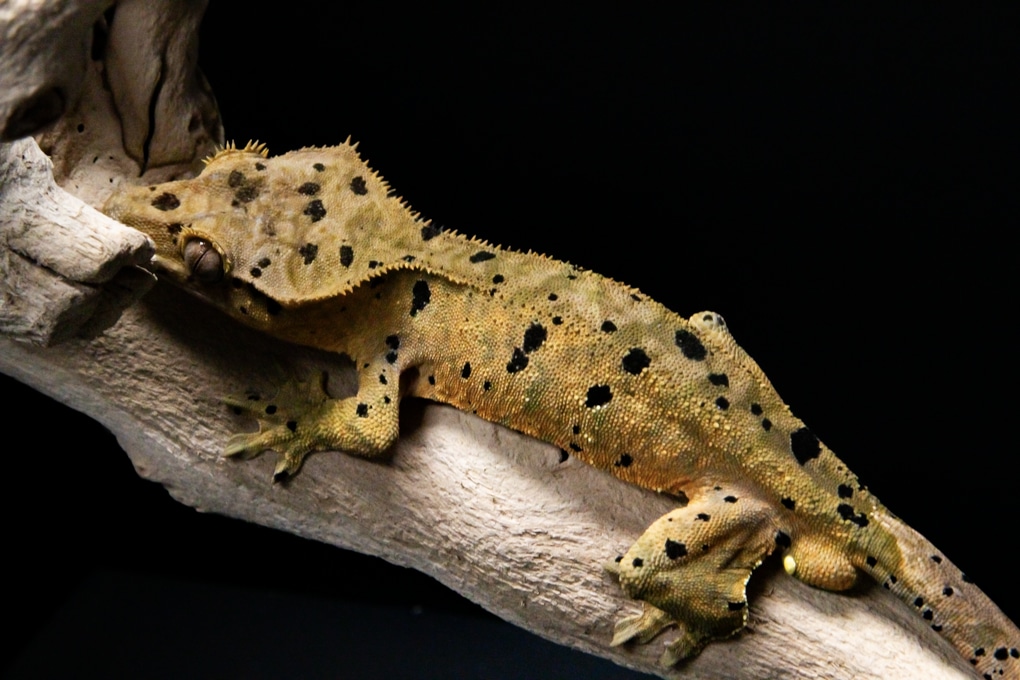Chip Crested Gecko by Nano Exotics - MorphMarket