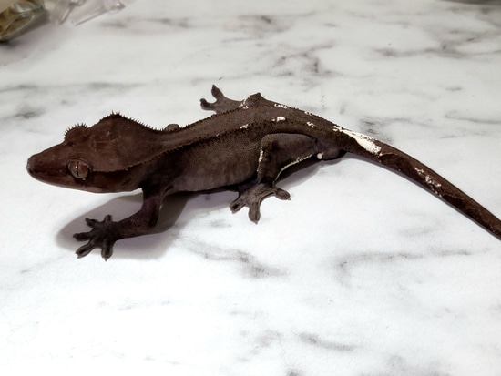 Visual Axanthic - Near RTB Male Crested Gecko by Nano Exotics