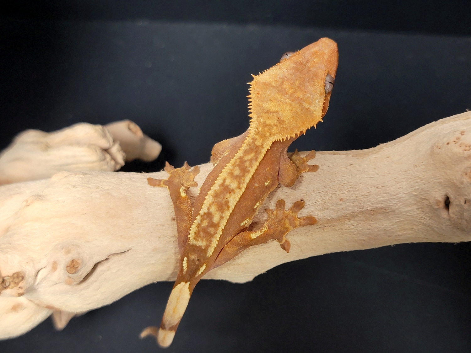 Red Pinstripe Crested Gecko by Nano Exotics - MorphMarket