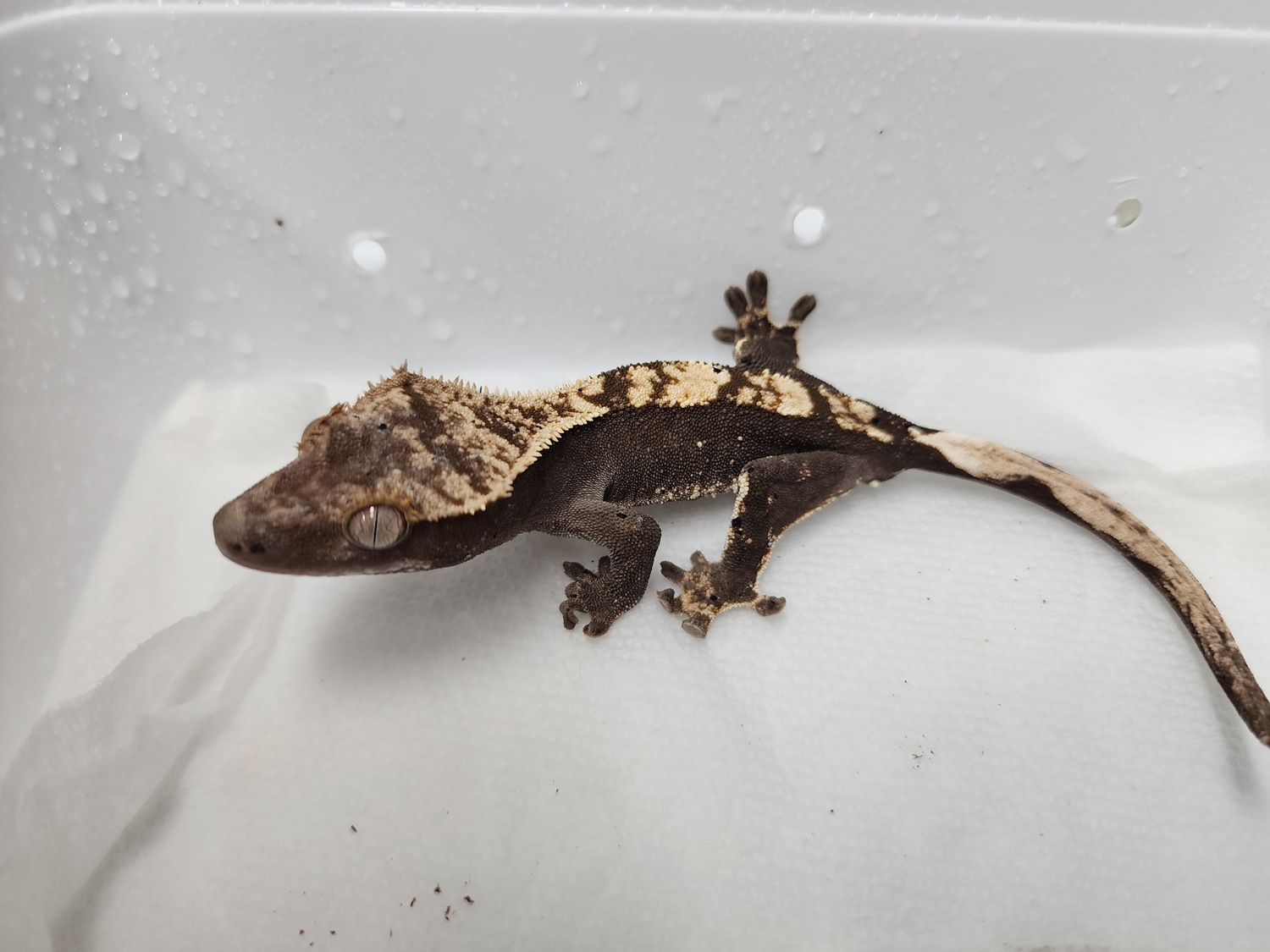 66% Het Axanthic - PPV Crested Gecko by Nano Exotics - MorphMarket
