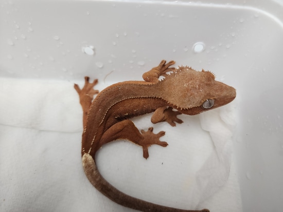 Red Phantom - NPV Crested Gecko by Nano Exotics