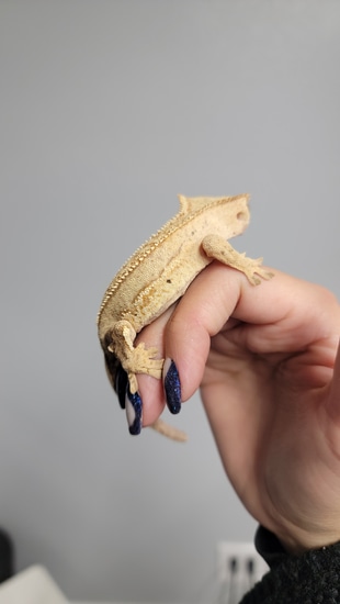 Yellow Pinstripe NPV Crested Gecko by Nano Exotics