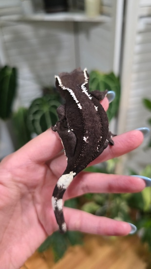 Visual Axanthic Crested Gecko by Nano Exotics