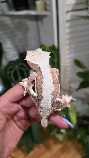 100% Het Axanthic Hypo Lilly White Crested Gecko by Nano Exotics