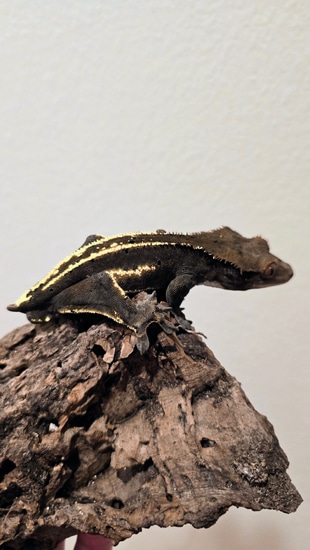 Cappuccino ~ Male Crested Gecko by Nano Exotics
