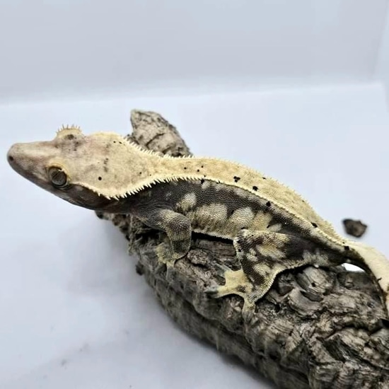 Black And White W/Spots Crested Gecko by Nano Exotics