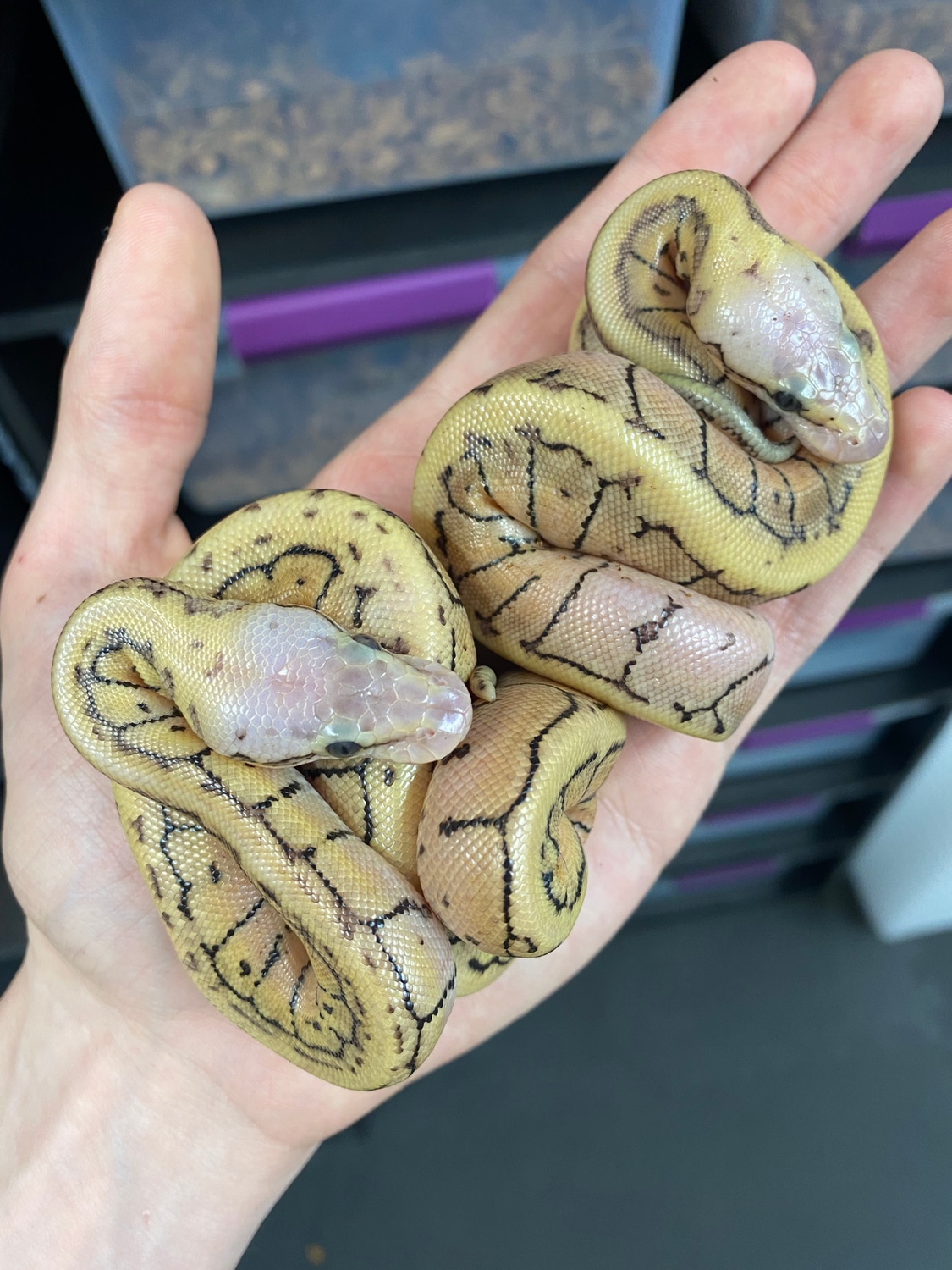 Pastel Spotnose Pinstripe Het-Hypo Pos Calico Ball Python by The Nano ...