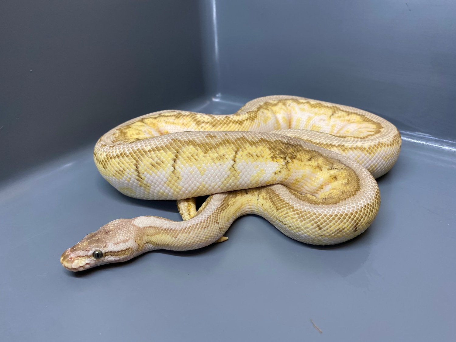 Calico Lesser Pastel Spotnose Pinstripe Ball Python by The Nano Maniacs ...