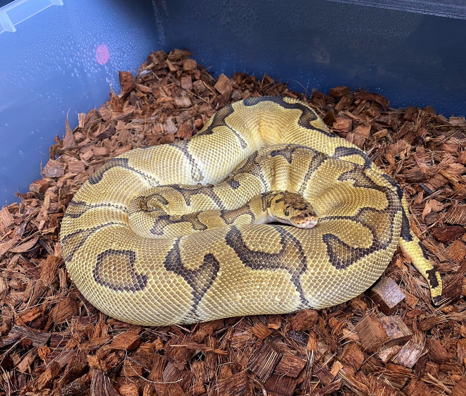 Enchi Blade Clown Ball Python by The Nano Maniacs - MorphMarket