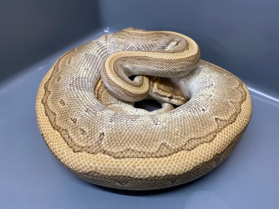 Lesser Pinstripe Ball Python by The Nano Maniacs