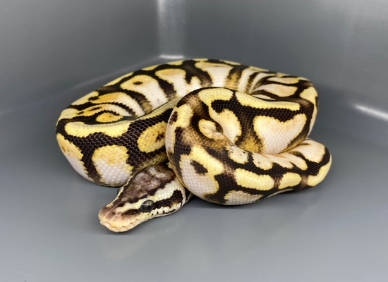 Pastel Calico Spotnose Het-Hypo Ball Python by The Nano Maniacs