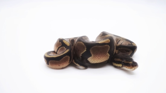 Normal Ball Python by Born Again Exotics