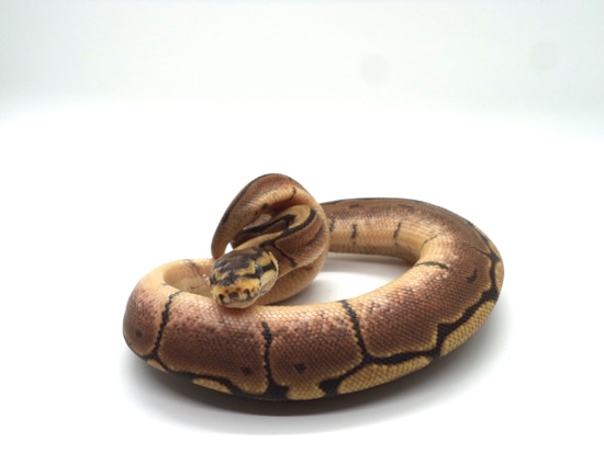 Bumblebee Het Albino Ball Python by Born Again Exotics
