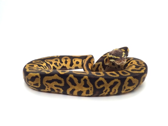 Pastel Leopard Het Albino Ball Python by Born Again Exotics
