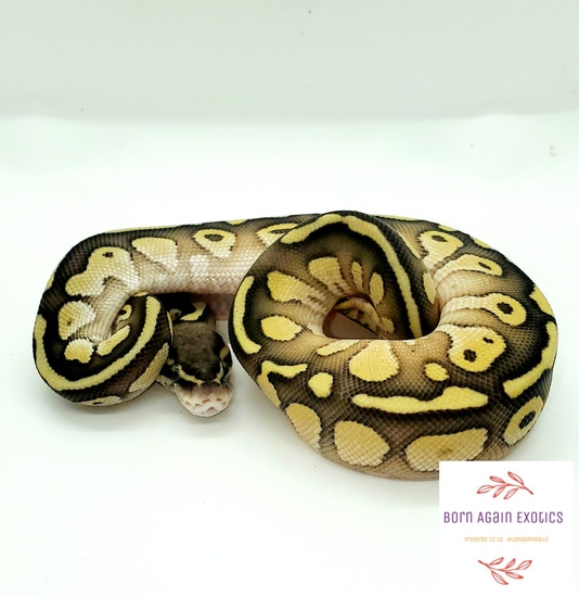 Pastel Butter Ball Python by Born Again Exotics