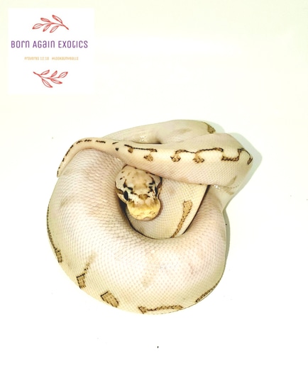 Leopard Bambee Ball Python by Born Again Exotics