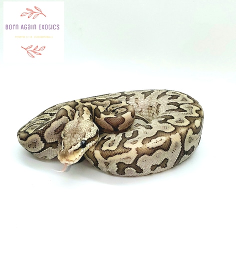 Leopard Bamboo Poss Pastel Ball Python by Born Again Exotics
