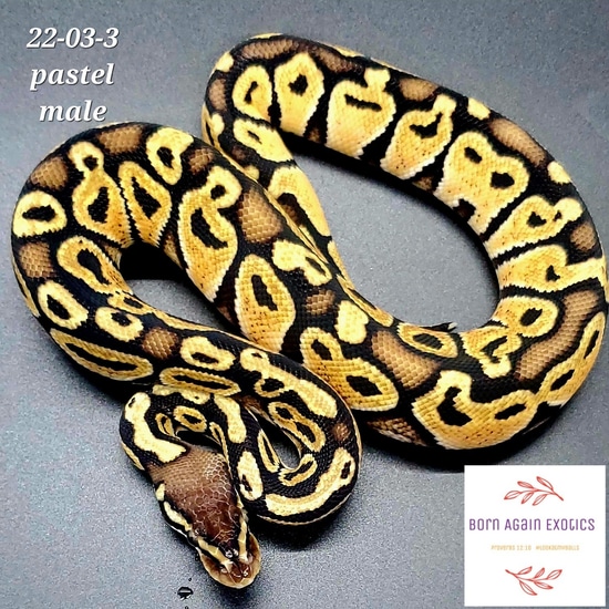 Pastel Ball Python by Born Again Exotics