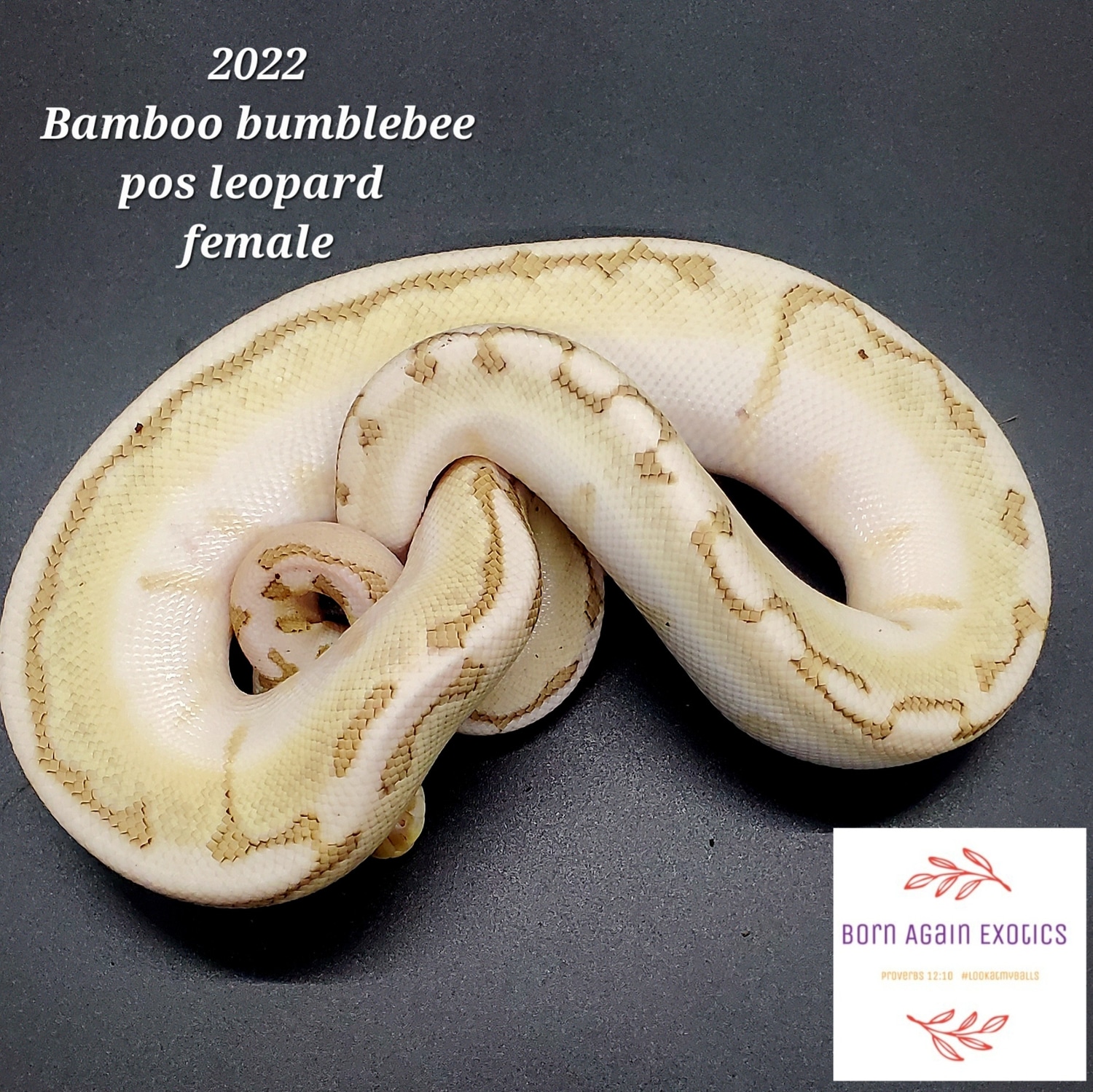Bamboo Bumblebee Ball Python by Born Again Exotics - MorphMarket