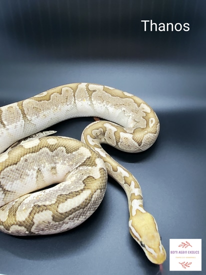 Thanos Ball Python by Born Again Exotics