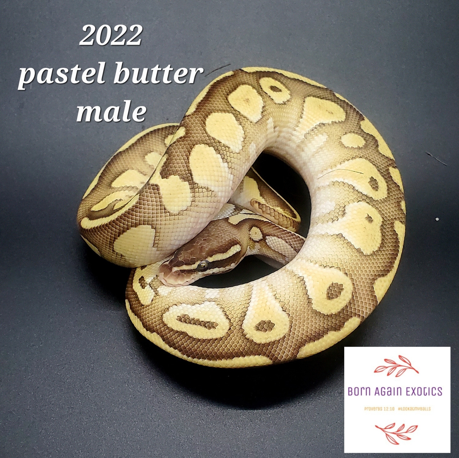 Pastel Butter Ball Python by Born Again Exotics - MorphMarket