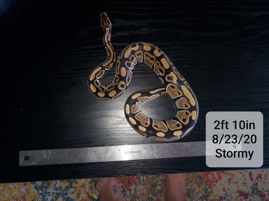 Storm Ball Python by Born Again Exotics