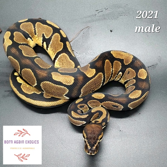 Normal Ball Python by Born Again Exotics