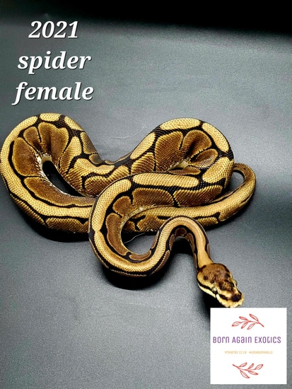 Spider Ball Python by Born Again Exotics