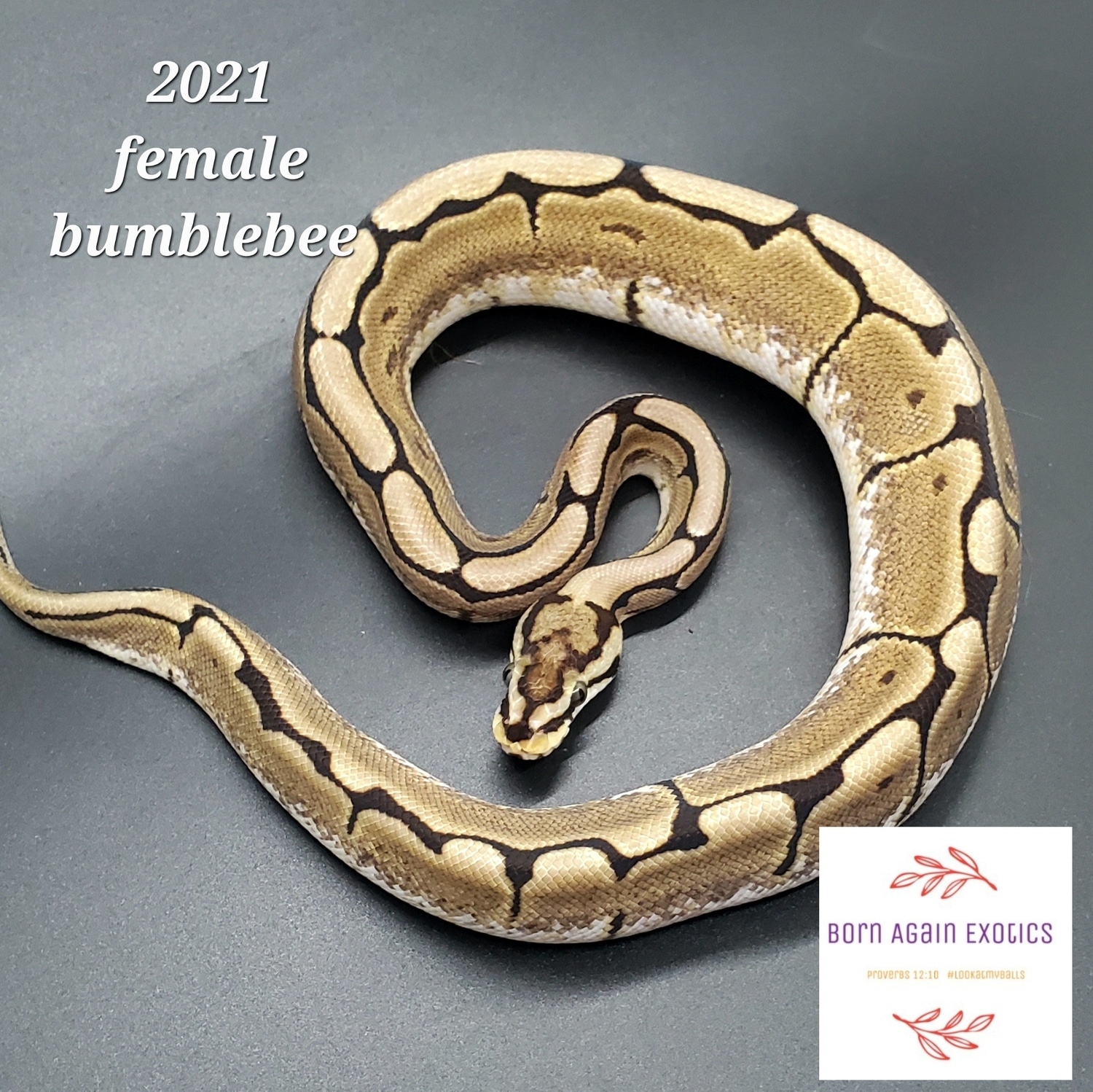 Bumblebee Het Albino Ball Python by Born Again Exotics - MorphMarket