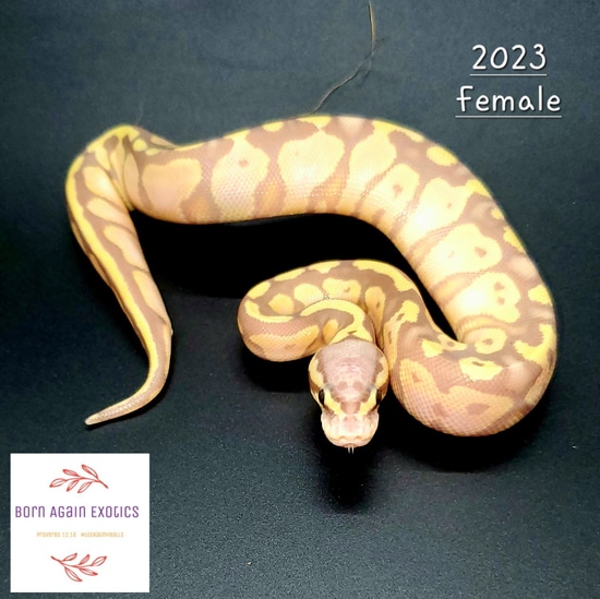 Banana Pastel 100% Het VPI Axanthic Ball Python by Born Again Exotics