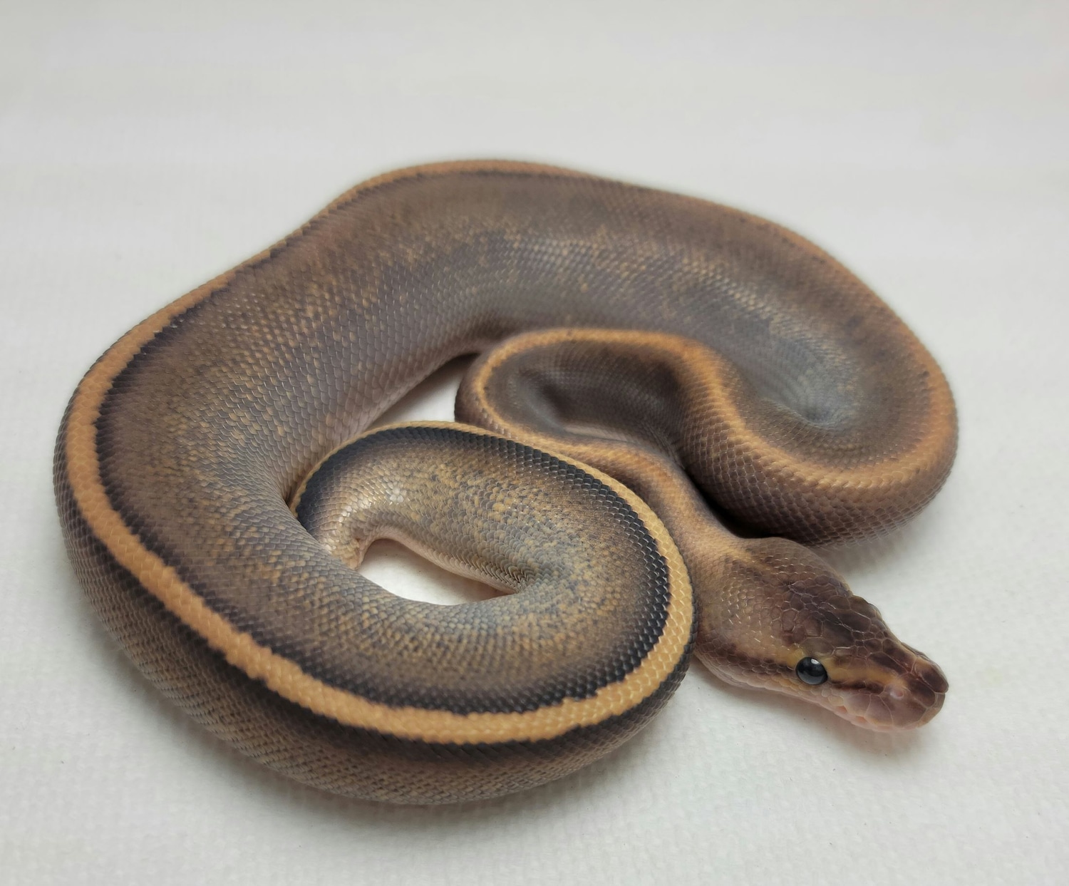 Suma Super Stripe Ball Python by Naptown Reptiles - MorphMarket