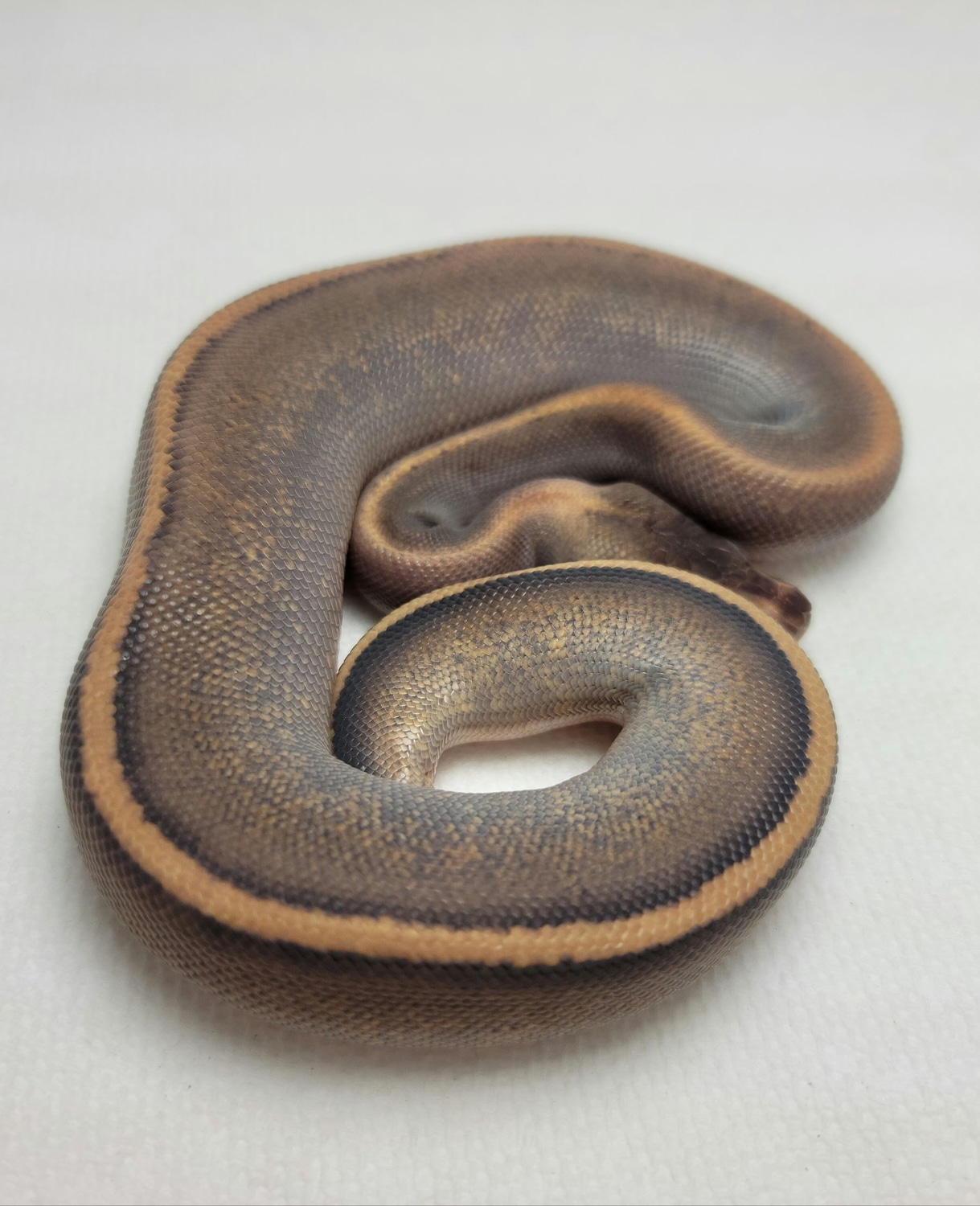 Suma Super Stripe Ball Python by Naptown Reptiles - MorphMarket