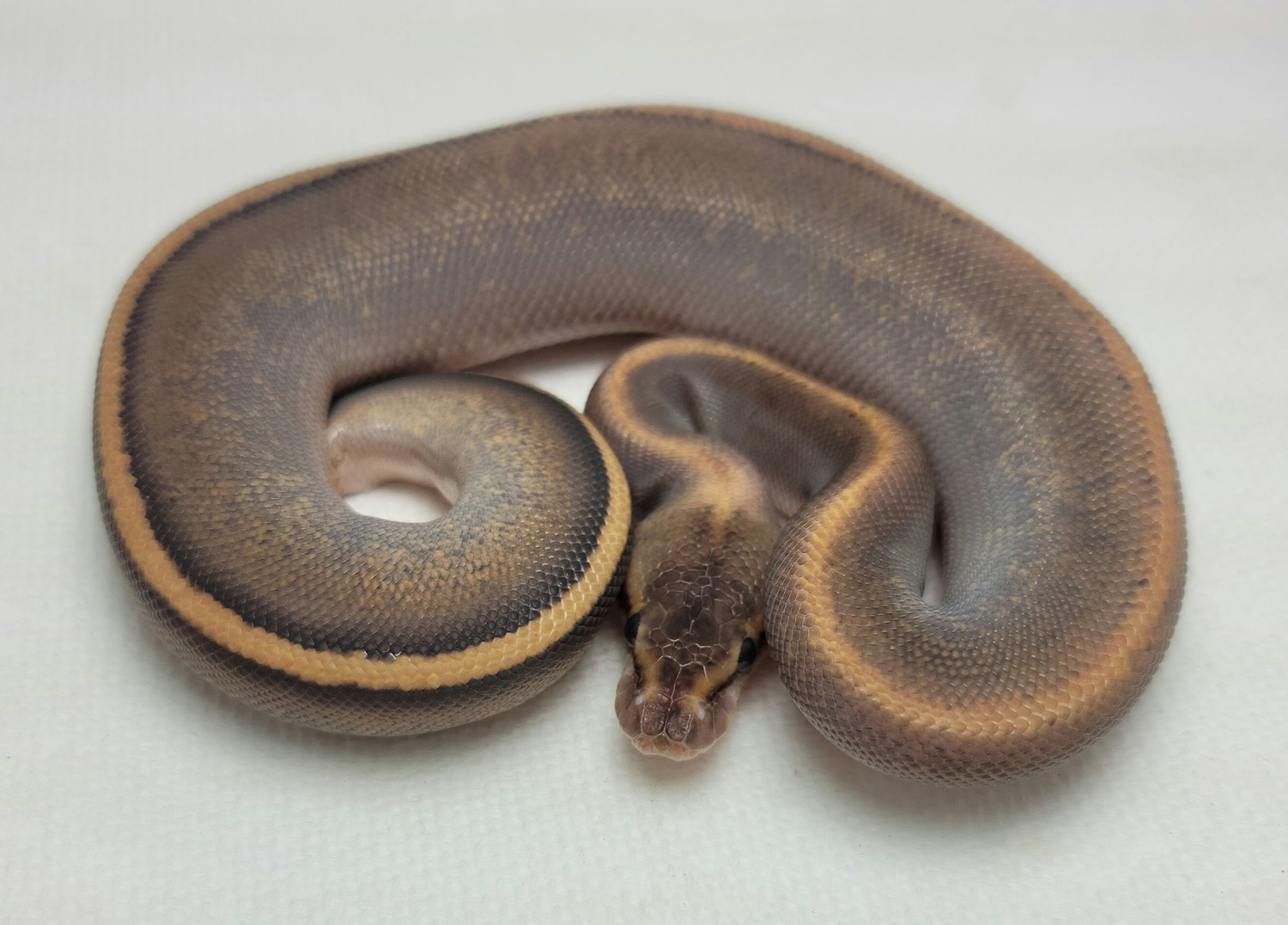 Suma Super Stripe Ball Python by Naptown Reptiles - MorphMarket