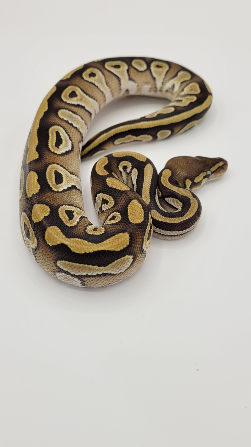 Mojave DH Candy Pied Ball Python by Naptown Reptiles - MorphMarket