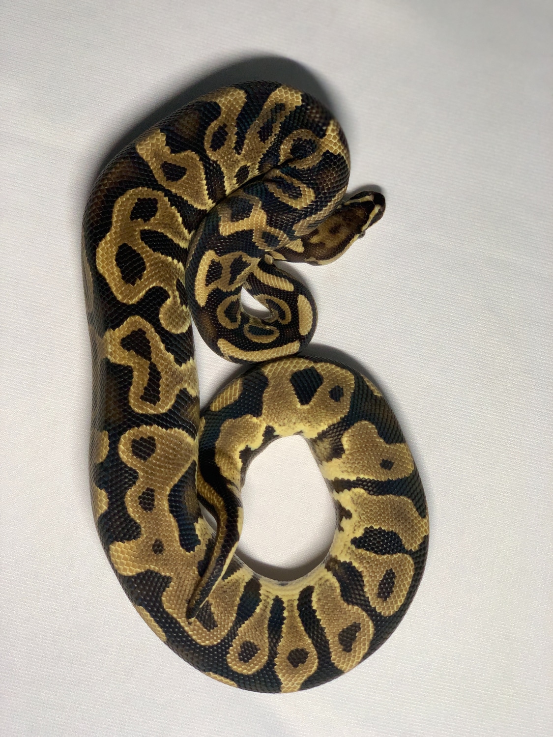 Leopard Yellow Belly Ball Python by Big Kahuna Balls - MorphMarket