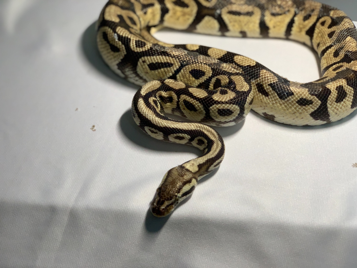 Pastel Ball Python by Big Kahuna Balls - MorphMarket
