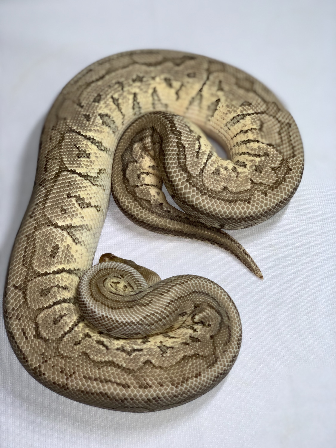 Pastel Mojave Pinstripe Ball Python by Big Kahuna Balls - MorphMarket
