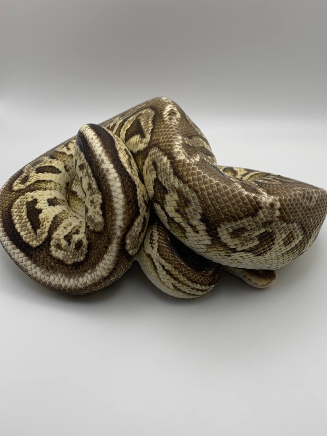 Vanilla Black Pewter Ball Python by Big Kahuna Balls - MorphMarket