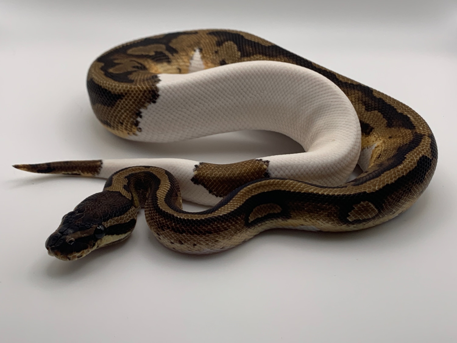 Piebald Ball Python by Big Kahuna Balls - MorphMarket