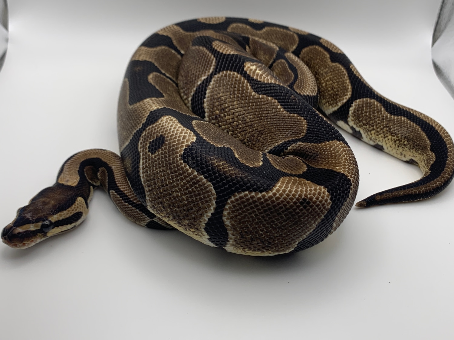 Scaleless Head Ball Python by Big Kahuna Balls - MorphMarket