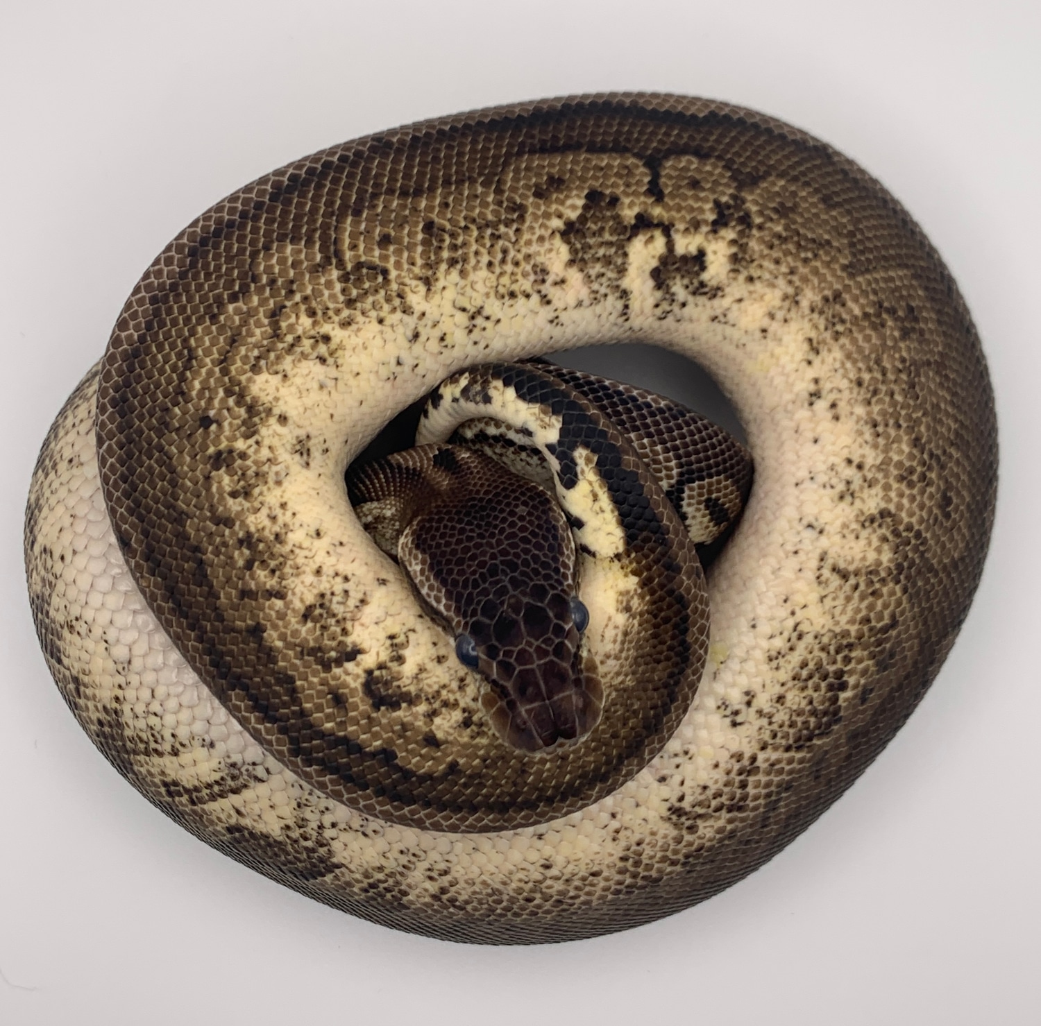 Pewter Sandblast Ball Python by Big Kahuna Balls - MorphMarket