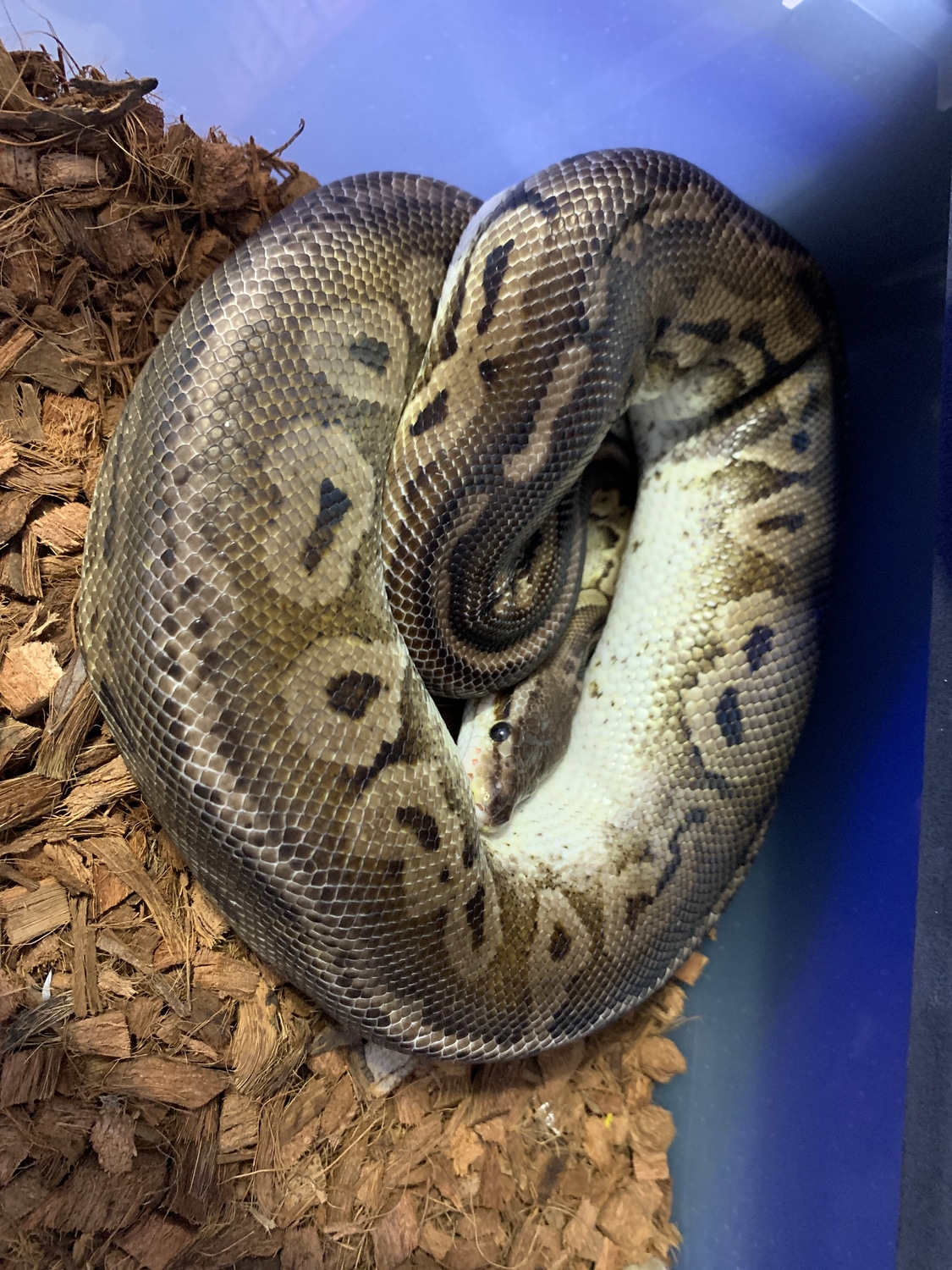 Citrus Pewter Paradox Ball Python by Big Kahuna Balls - MorphMarket