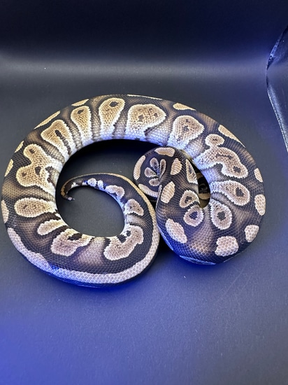 Special Chocolate Ball Python by Big Kahuna Balls